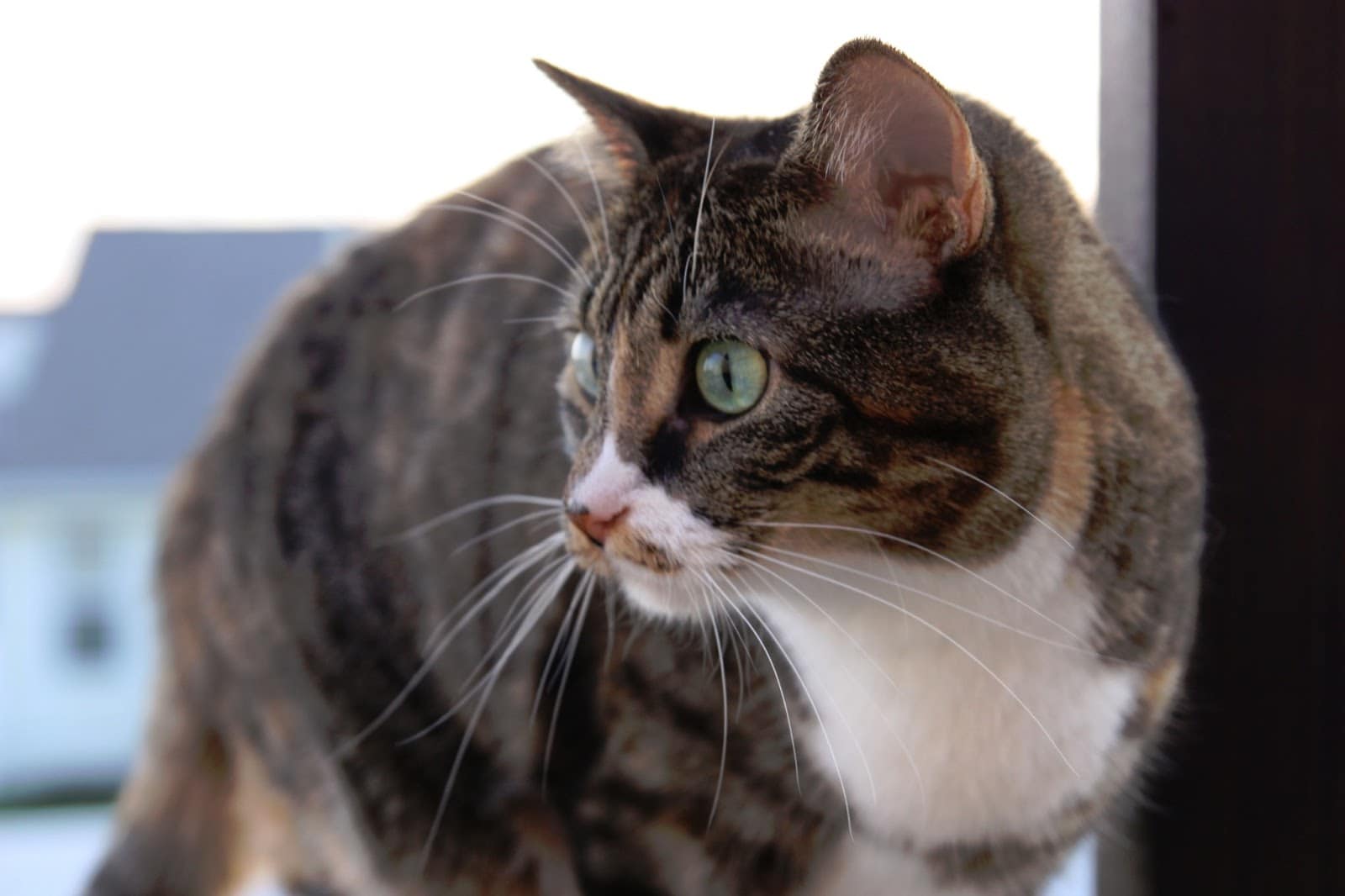 holy hydrangeas and the cutest cats - Life On Virginia Street