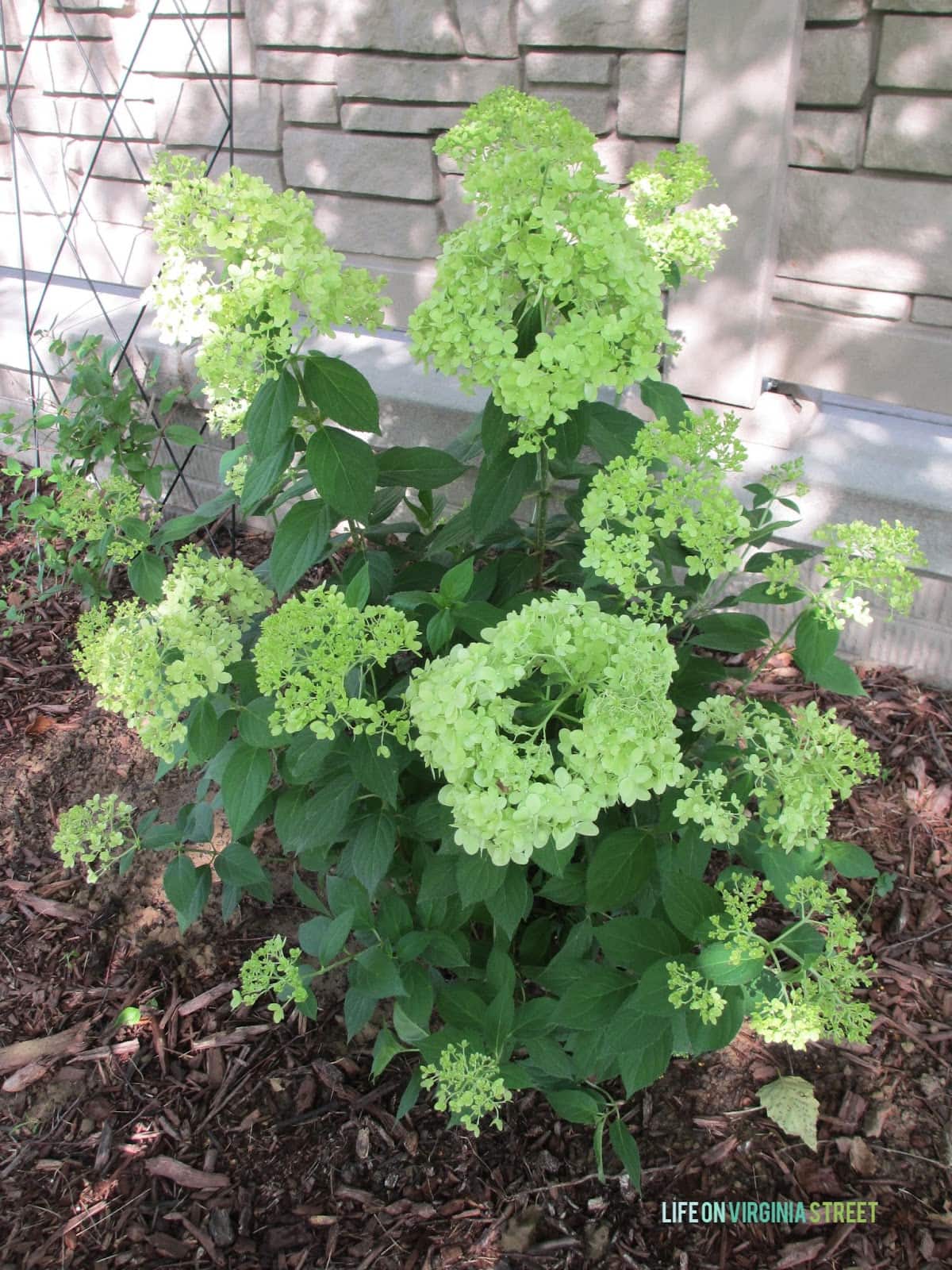 Planting Hydrangeas & Other Landscaping Ideas | Life On Virginia Street