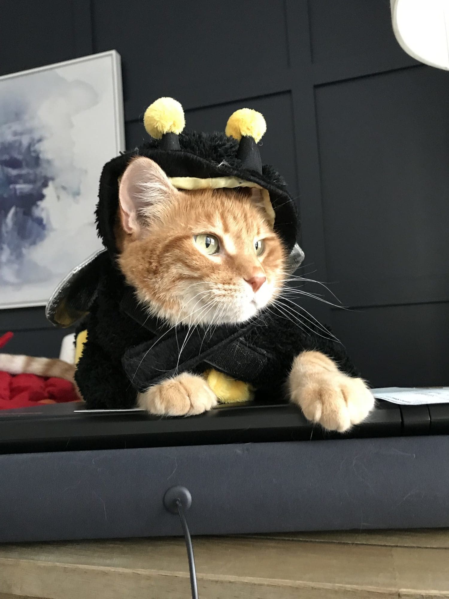 Early Fall Weekend Recap - Cats In Costume | Life on Virginia Street